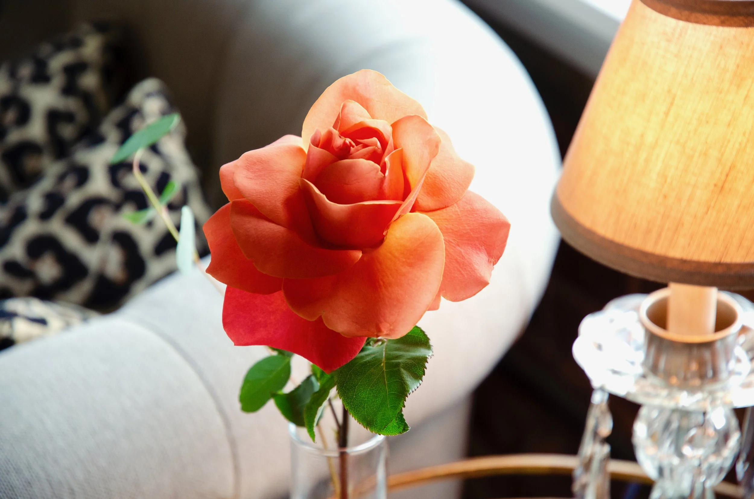 Reflexing Roses — Marc J. Sievers