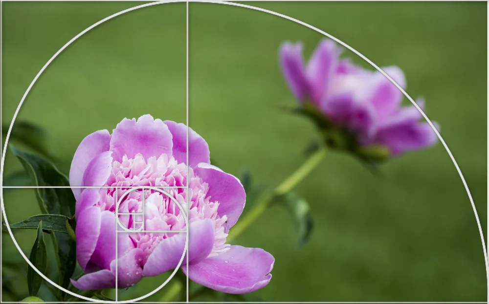 What does "composition" mean in photography? — Abigail Starcevic ...