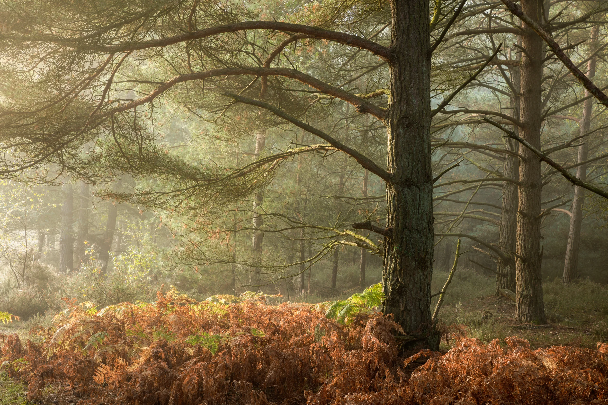 Woodwork — Brighton Photography