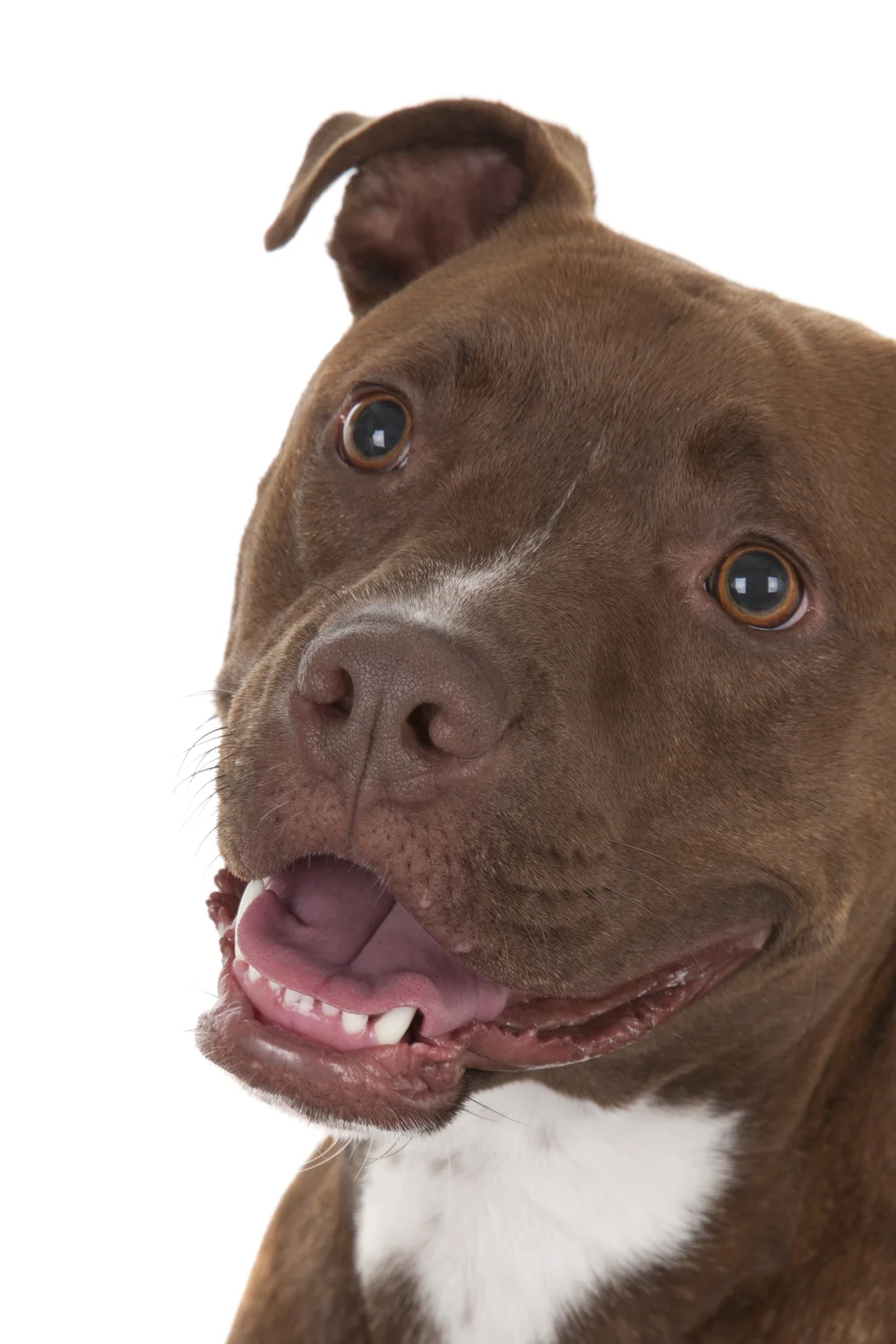 Meet Max — Coreen Murphy