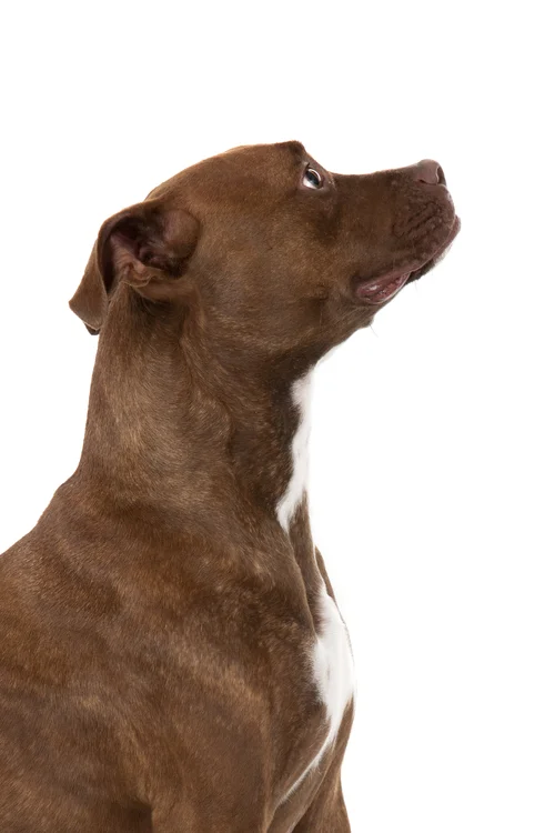 Meet Max — Coreen Murphy