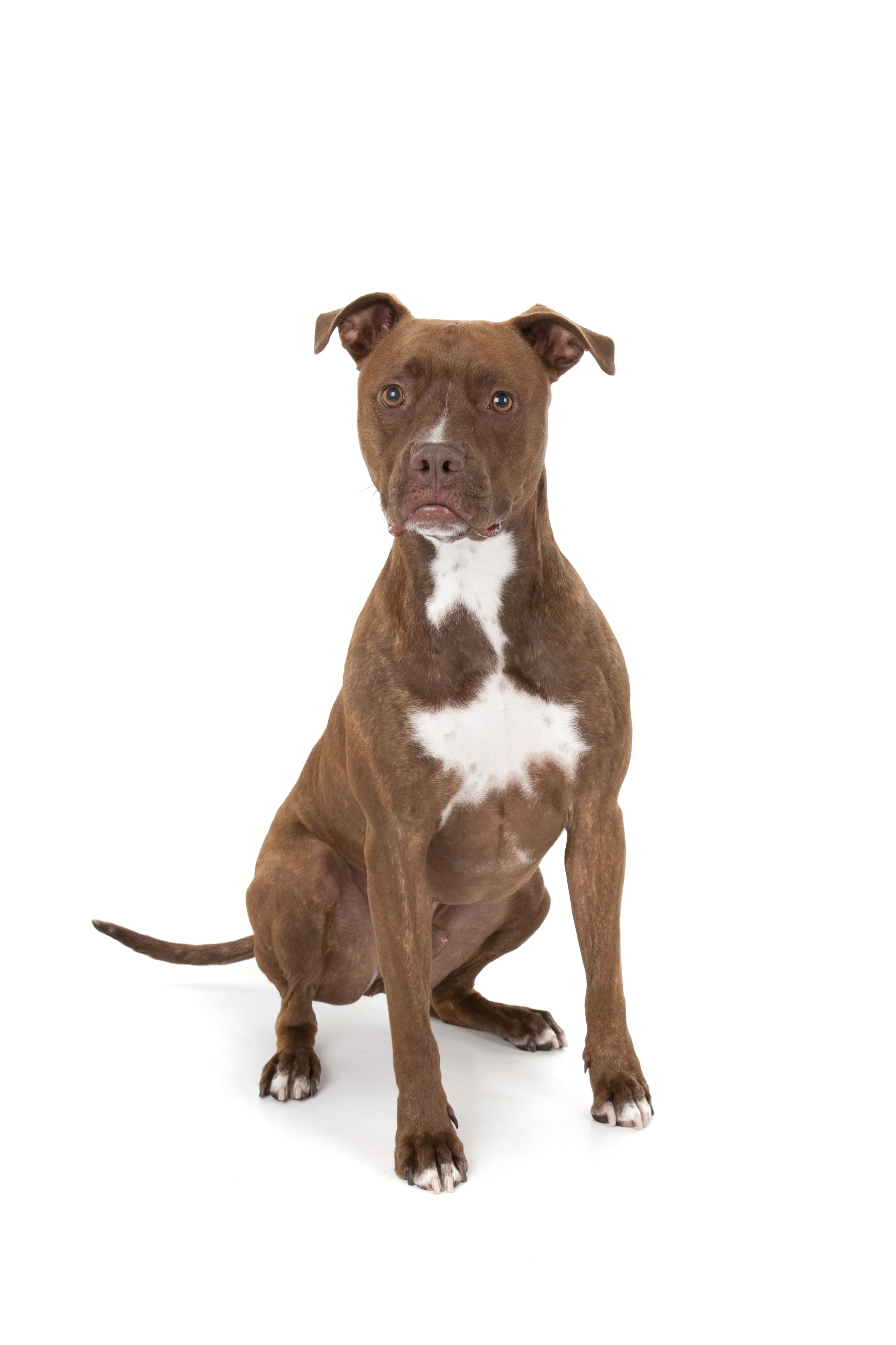 Meet Max — Coreen Murphy