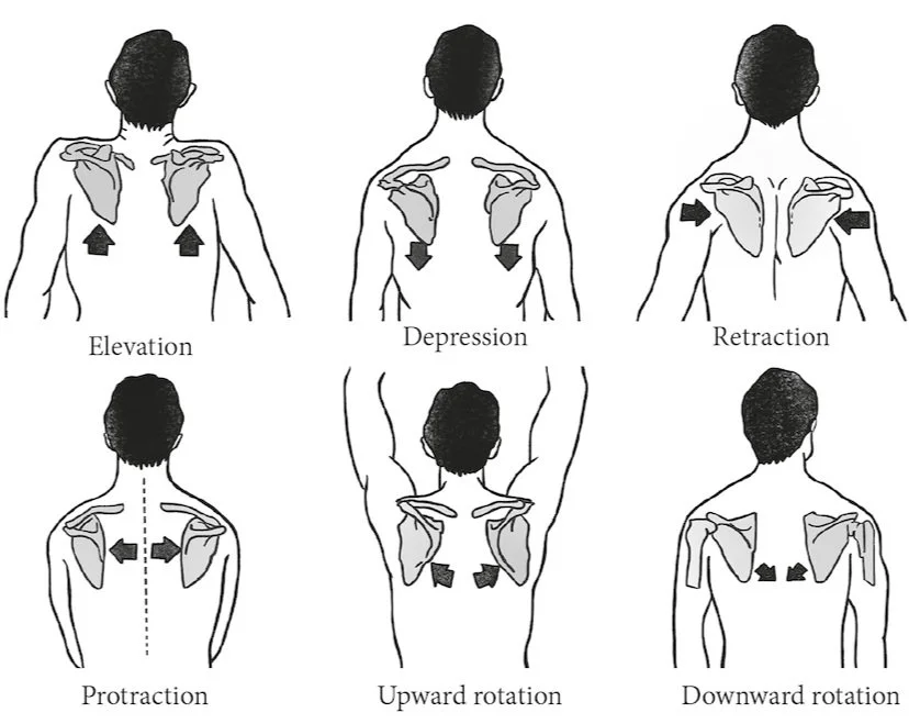 8 Yoga Poses for Healthy Shoulders: Improve Mobility and Prevent ...