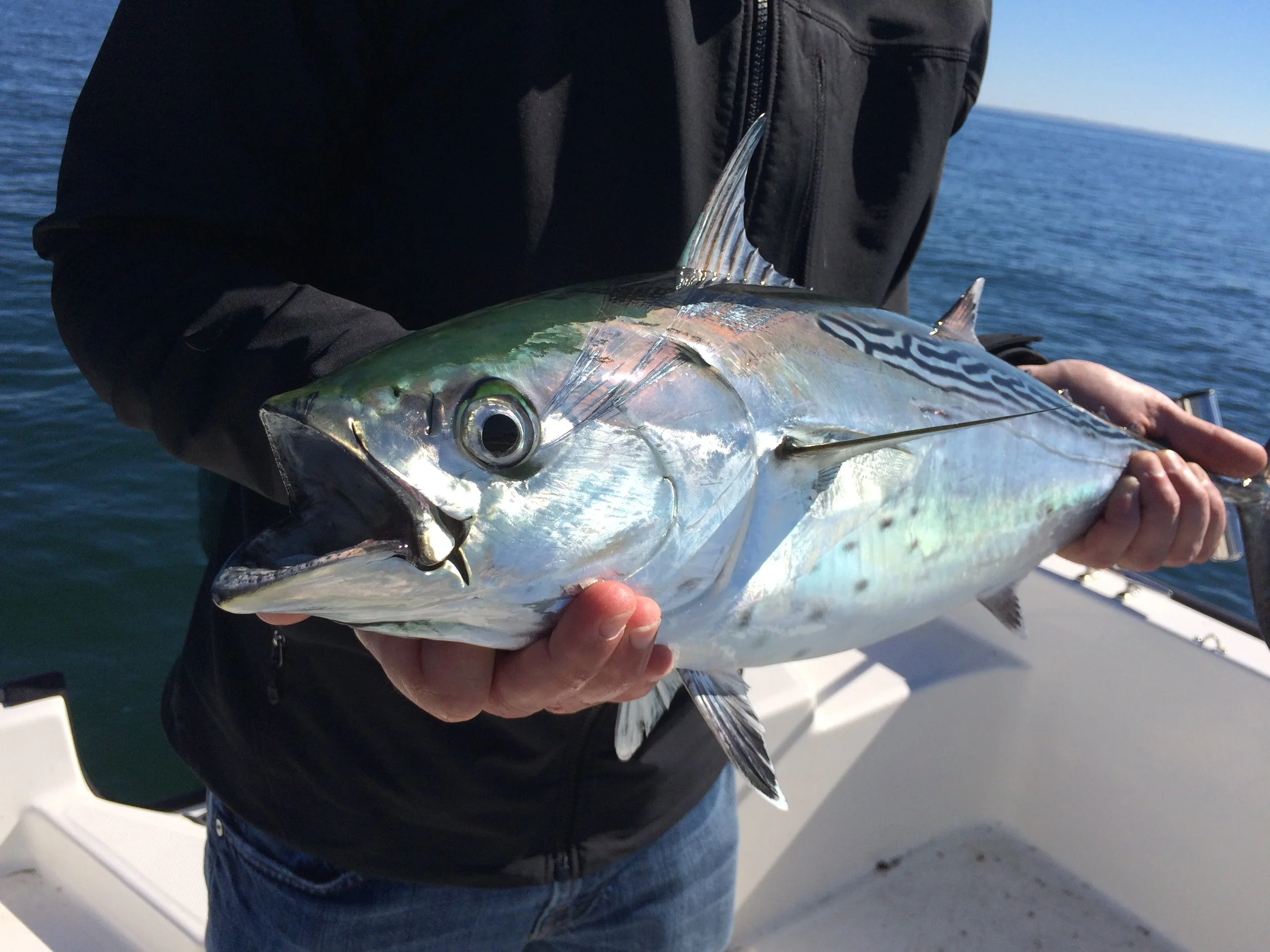 Rubber Slinger 8'0" 10-17# — Aubut Company