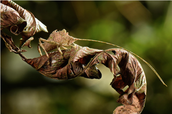 Mimicry in Nature — Science Source | Stock Medical & Science Visual Content