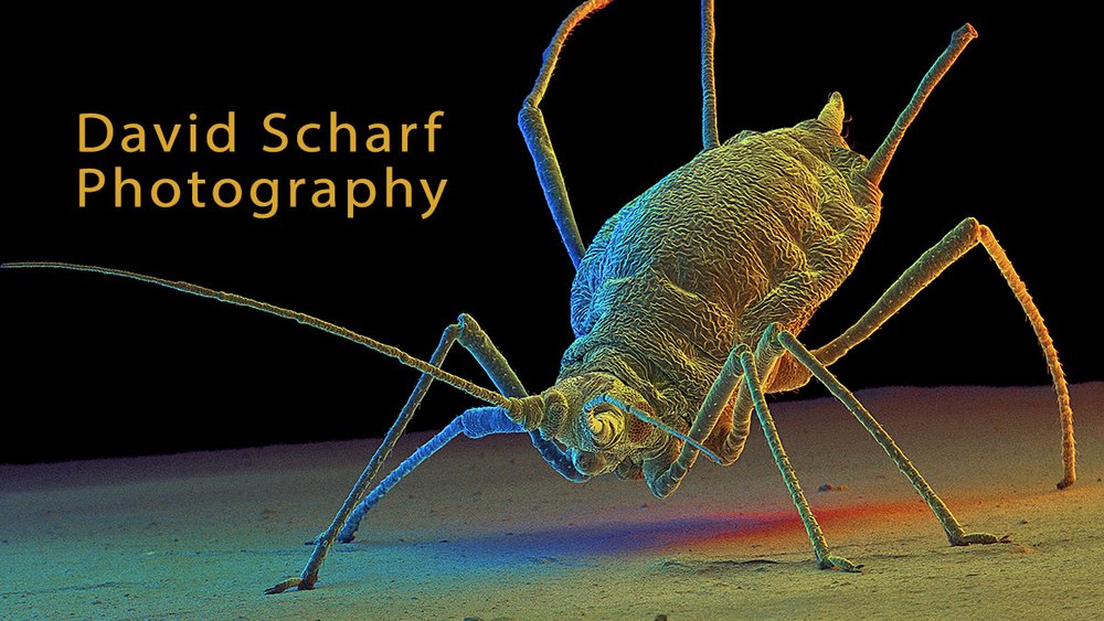 David Scharf Scanning Electron Microscopy — Science Source ...
