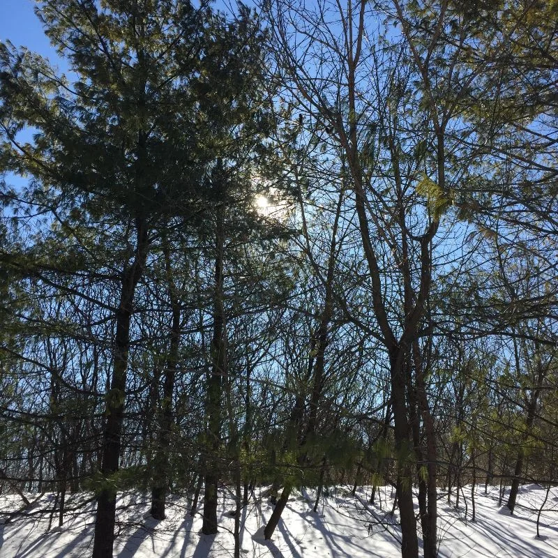 Take a Walk — Cam DePutter