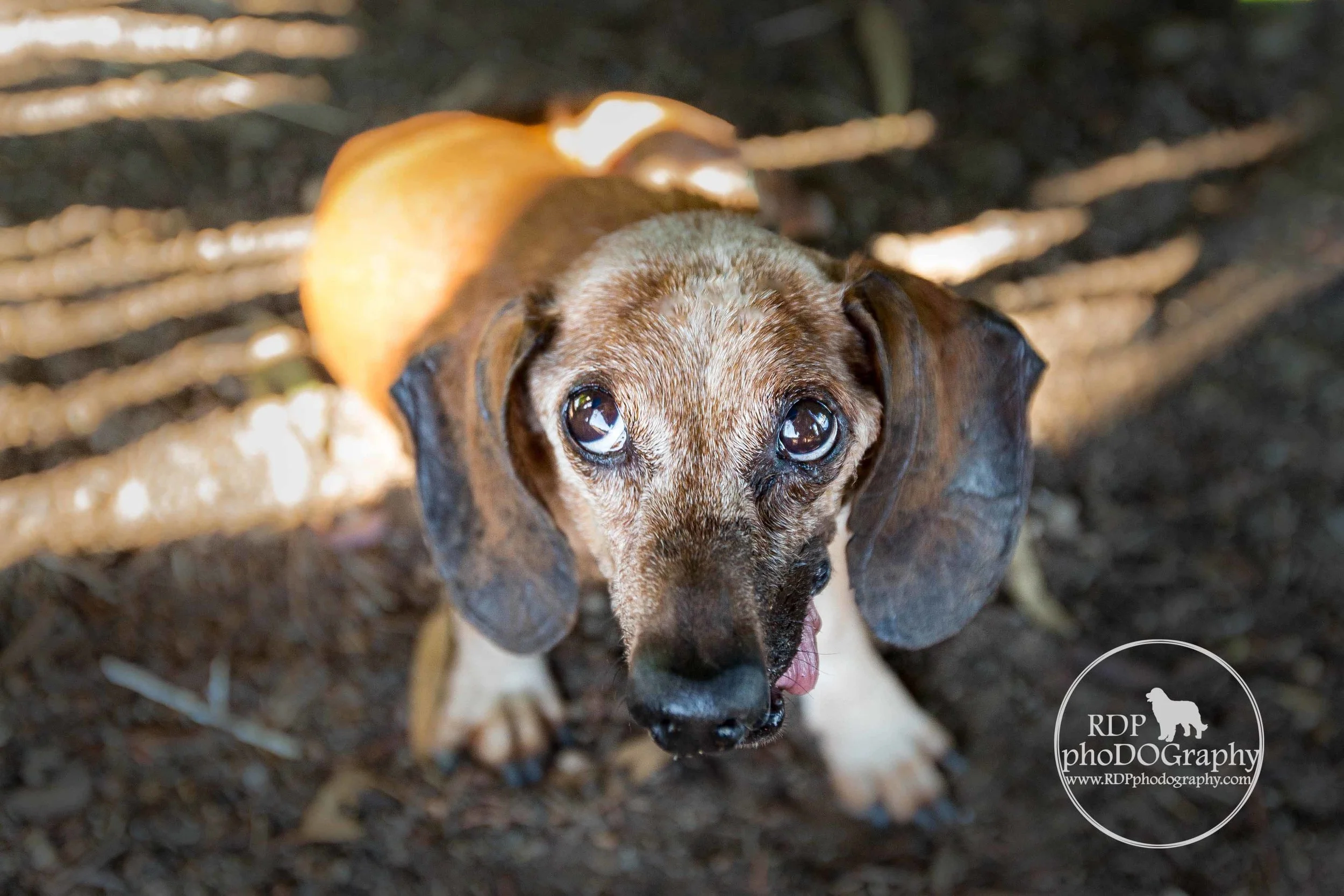 FAQ — Frosted Faces Foundation