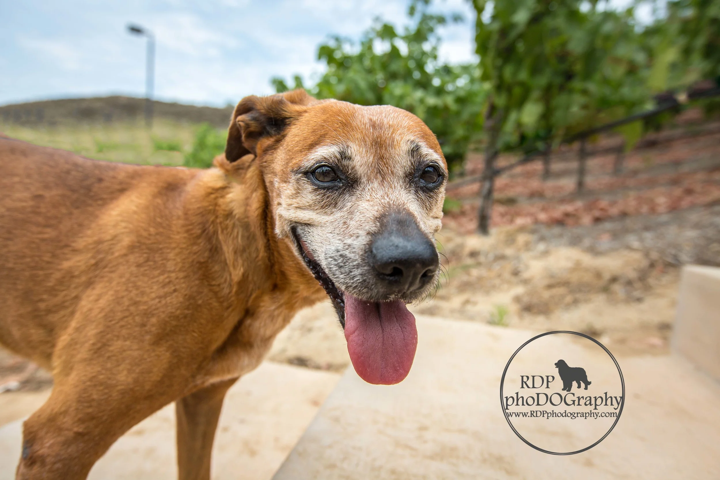 FAQ — Frosted Faces Foundation