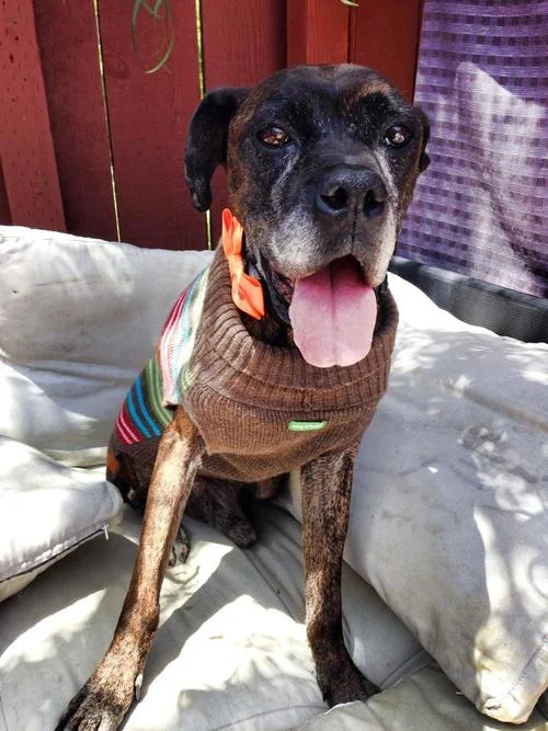 The Frosted Faces — Frosted Faces Foundation