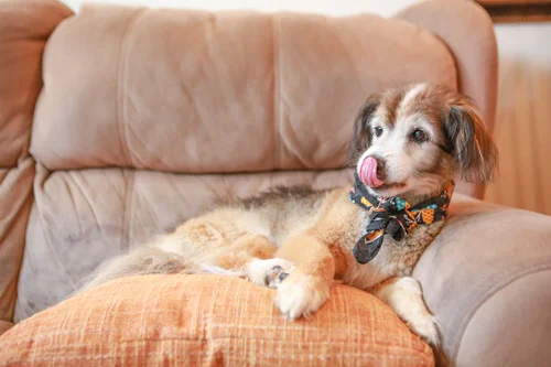 The Frosted Faces — Frosted Faces Foundation