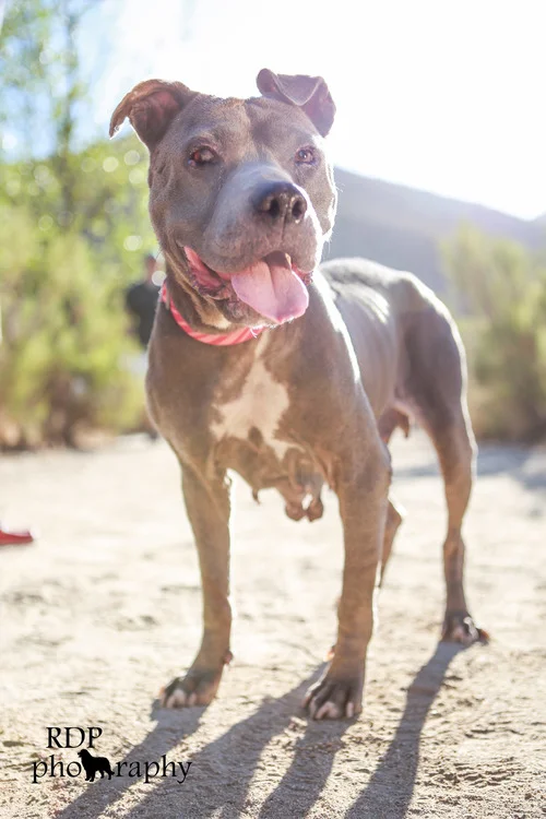 The Frosted Faces — Frosted Faces Foundation