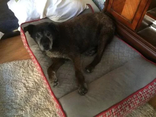 Frosted Faces 2 — Frosted Faces Foundation