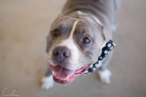 Frosted Faces 2 — Frosted Faces Foundation