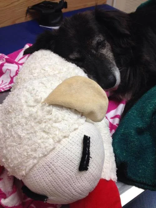 Frosted Faces 3 — Frosted Faces Foundation