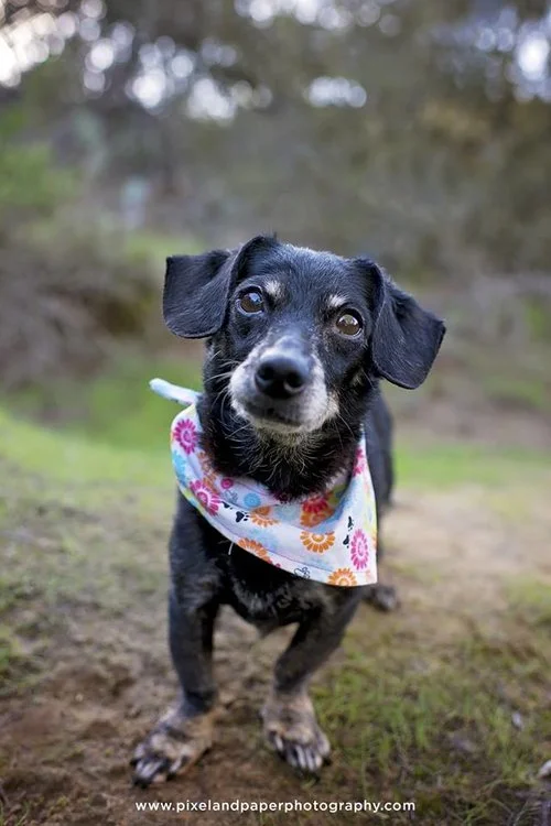 Frosted Faces 4 — Frosted Faces Foundation