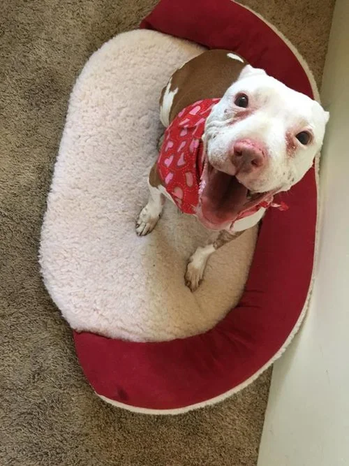 Frosted Faces 4 — Frosted Faces Foundation