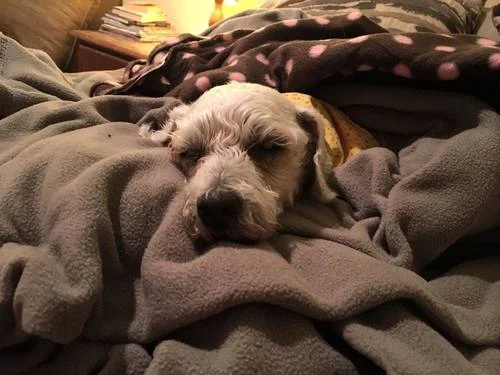 Frosted Faces 5 — Frosted Faces Foundation