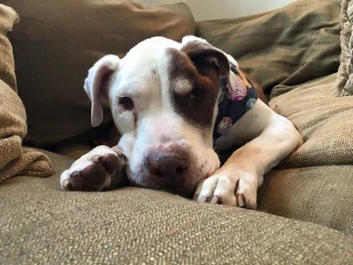 Frosted Faces 5 — Frosted Faces Foundation