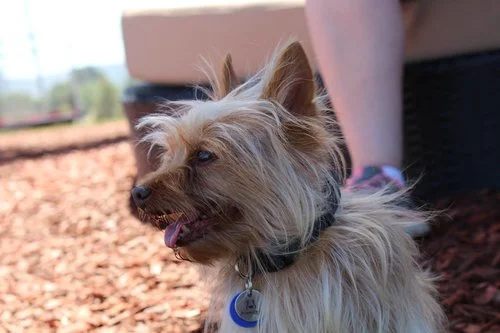 Frosted Faces 7 — Frosted Faces Foundation