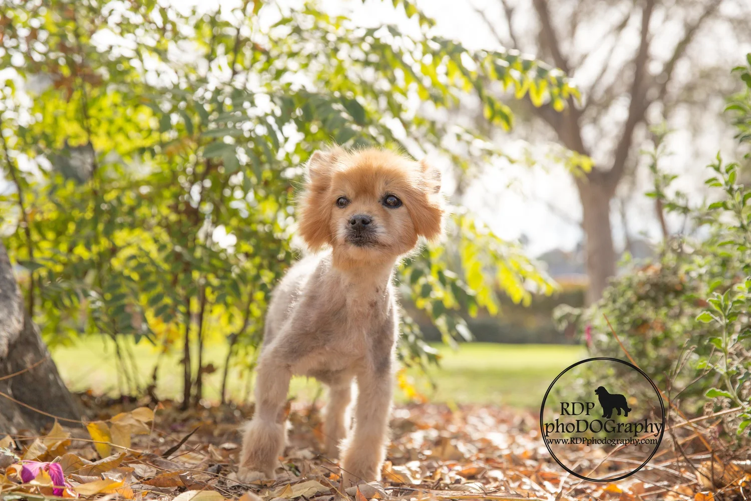 Volunteers of the Week — Frosted Faces Foundation