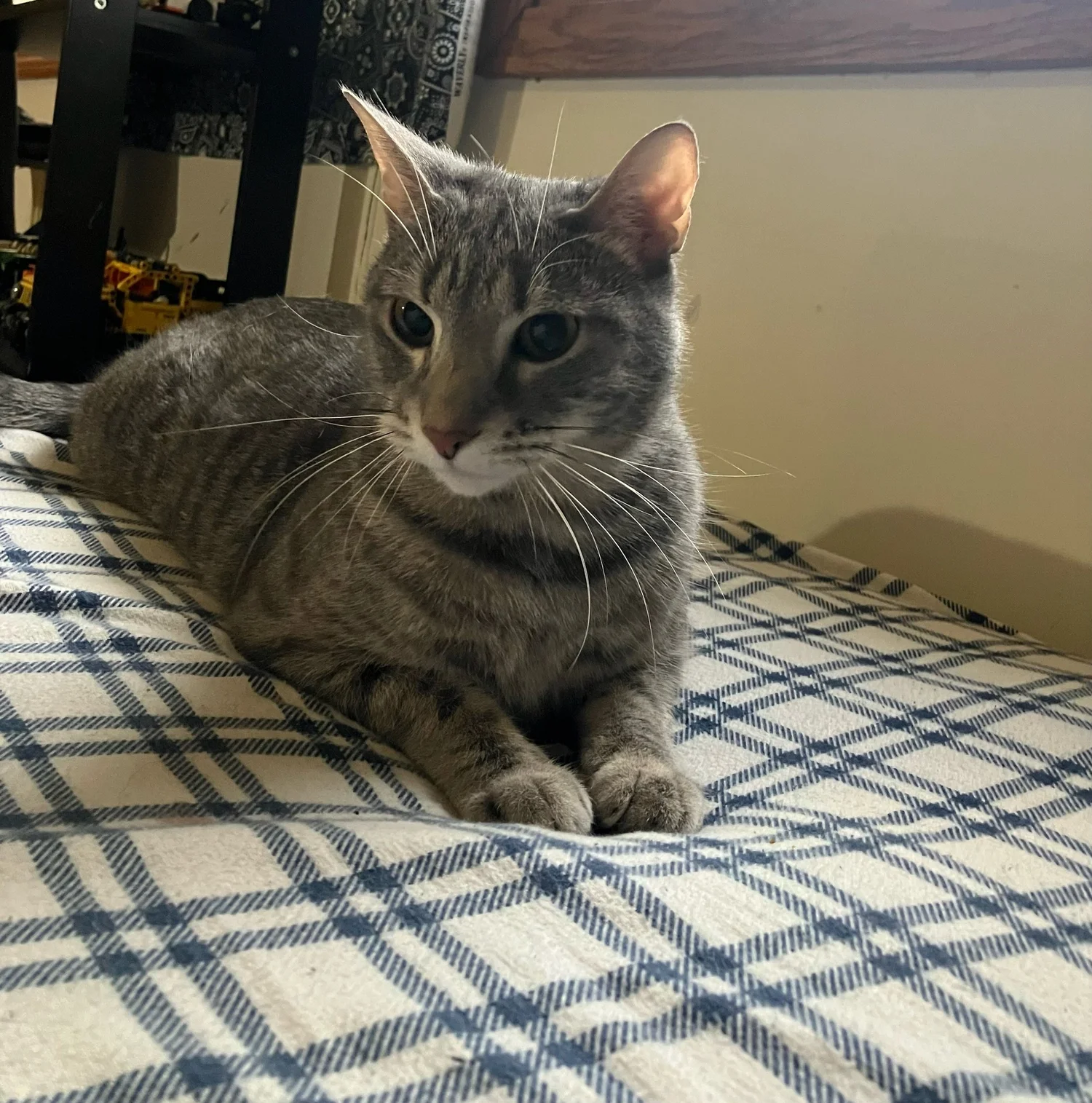 Community Rehome Pet Program