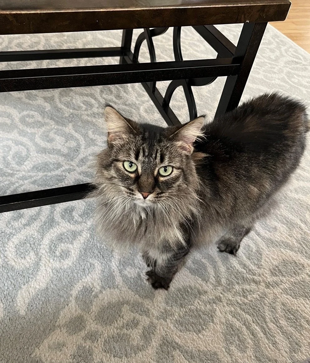 Community Rehome Pet Program