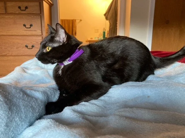 Community Rehome Pet Program