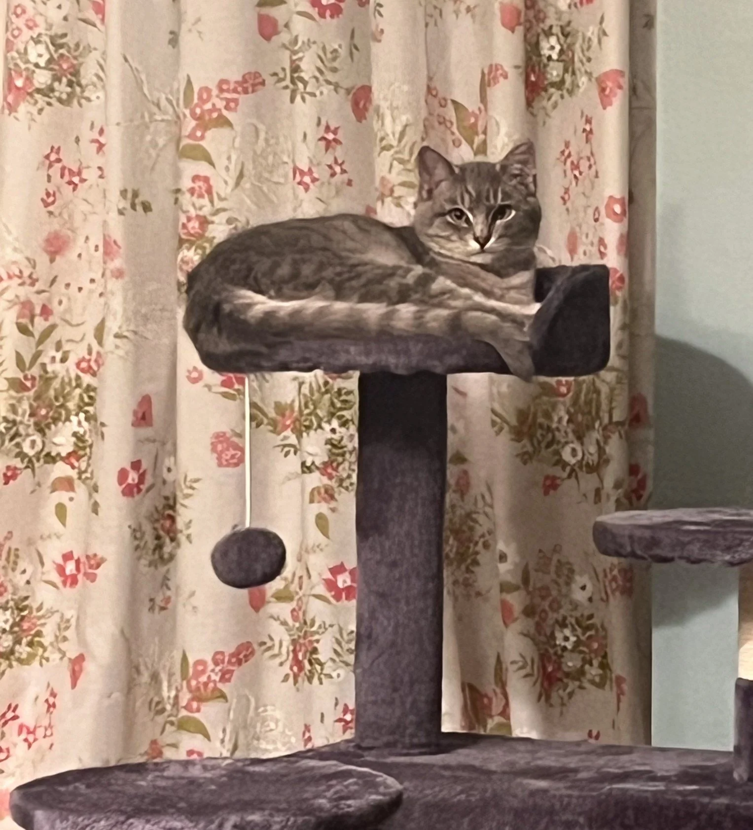 Community Rehome Pet Program