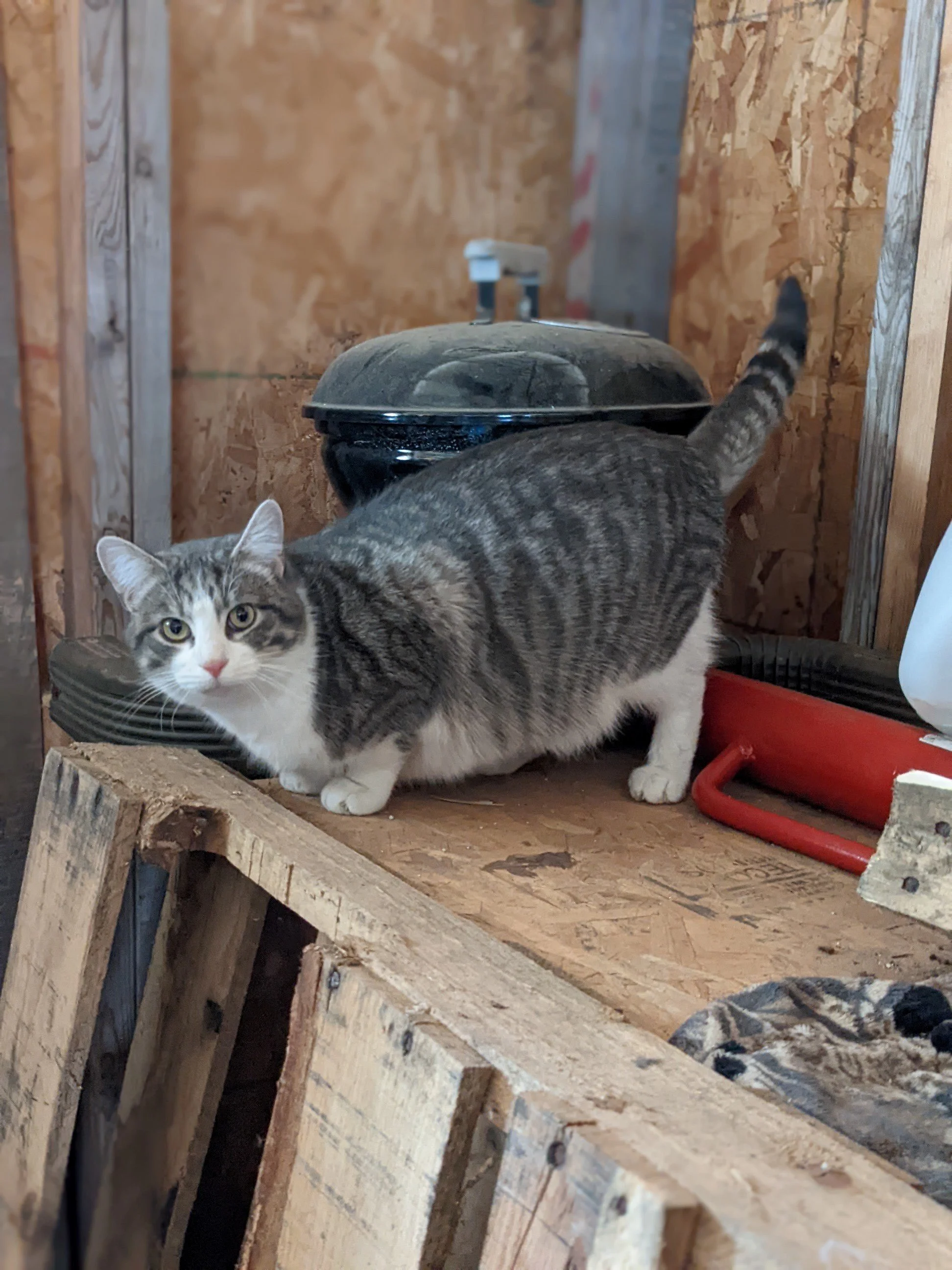 Mice Problems? Adopt A Working Cat (Barn Cat) With Coulee Region Humane ...
