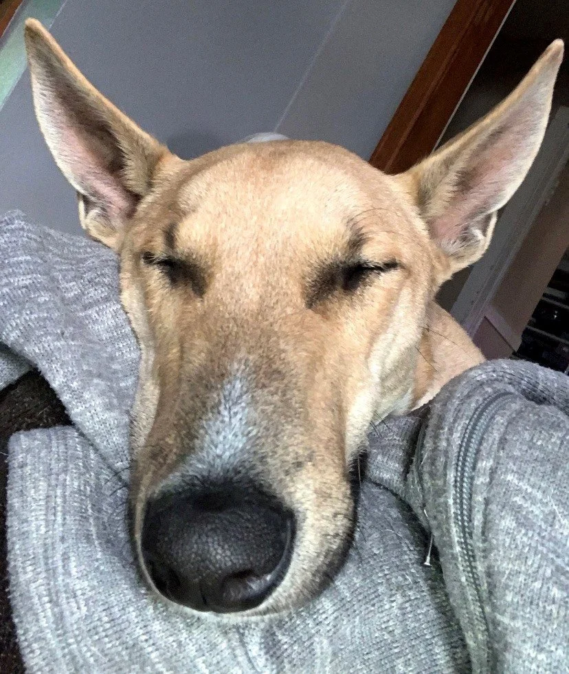 CRHP Chico