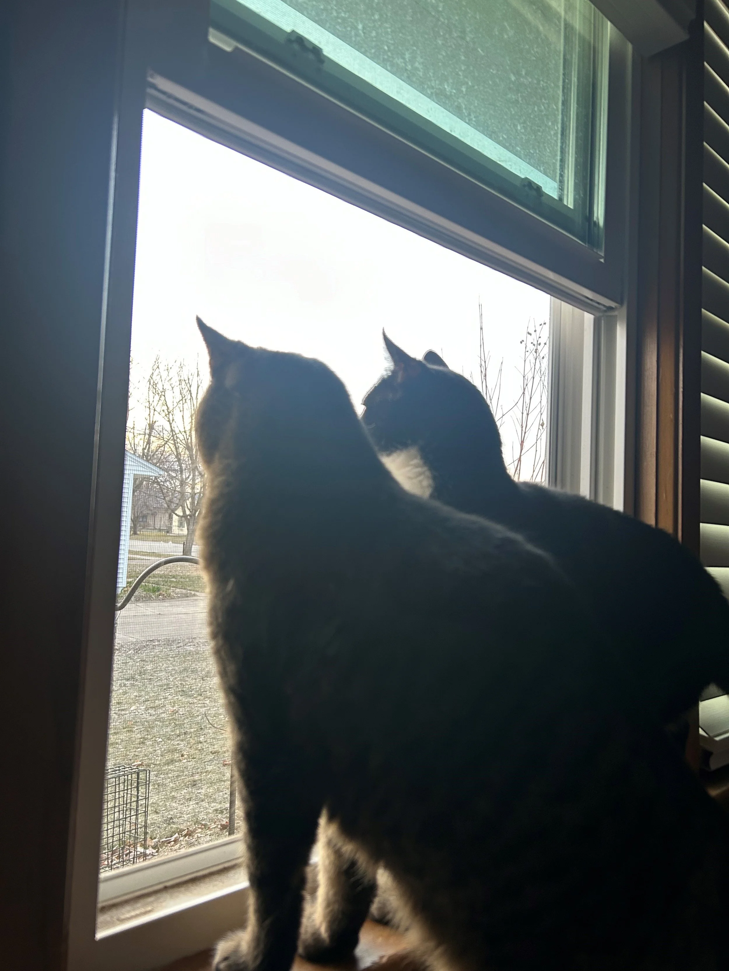 Community Rehome Pet Program