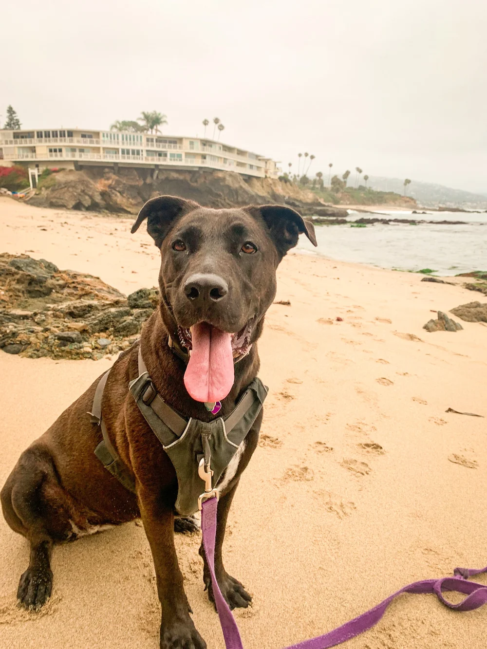 Available Community Animals