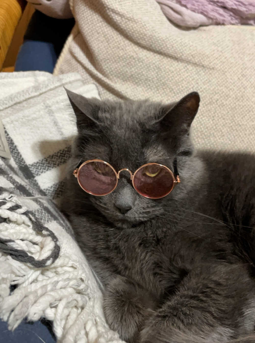 Community Rehome Pet Program