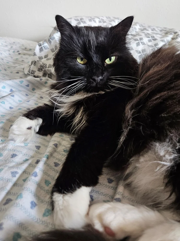 Community Rehome Pet Program