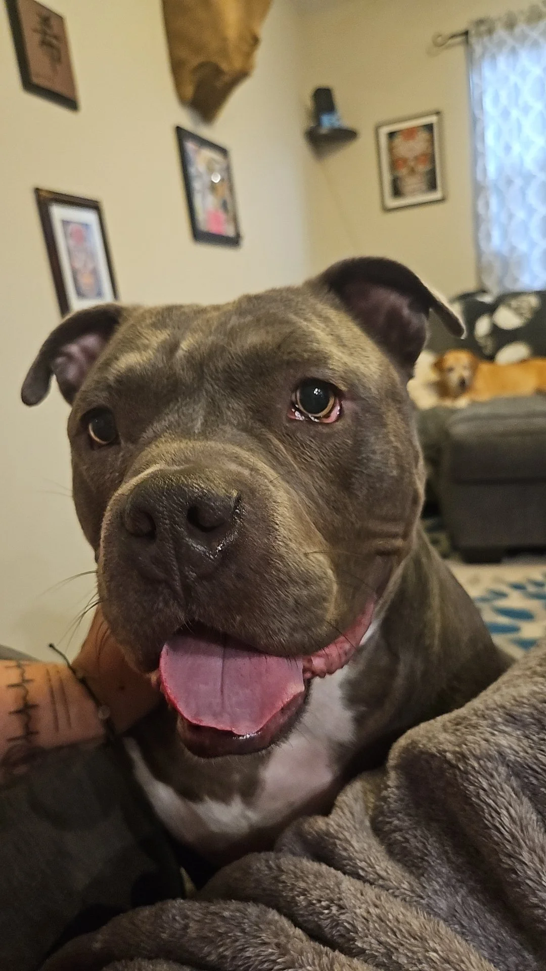 Community Rehome Pet Program