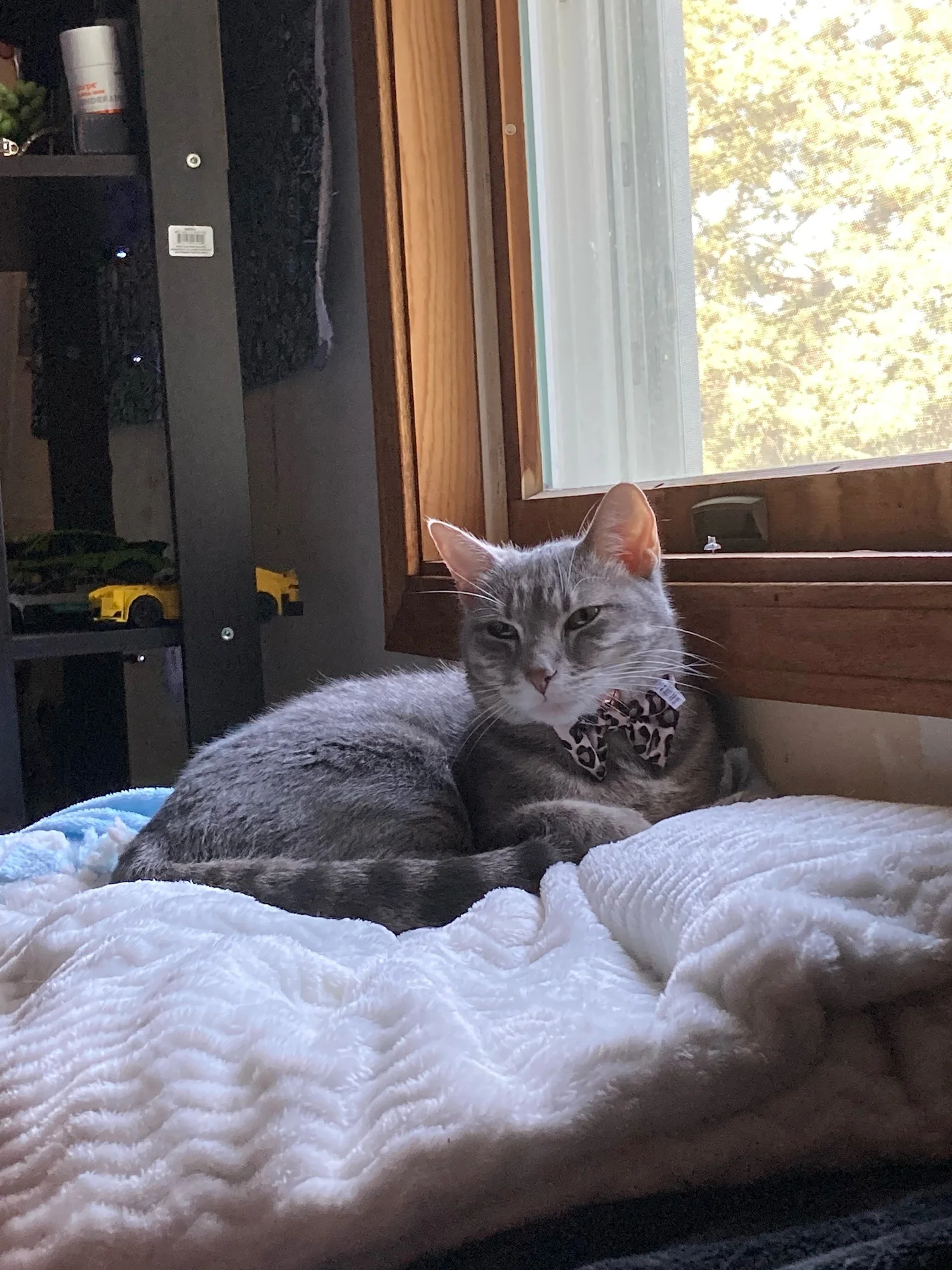 Community Rehome Pet Program