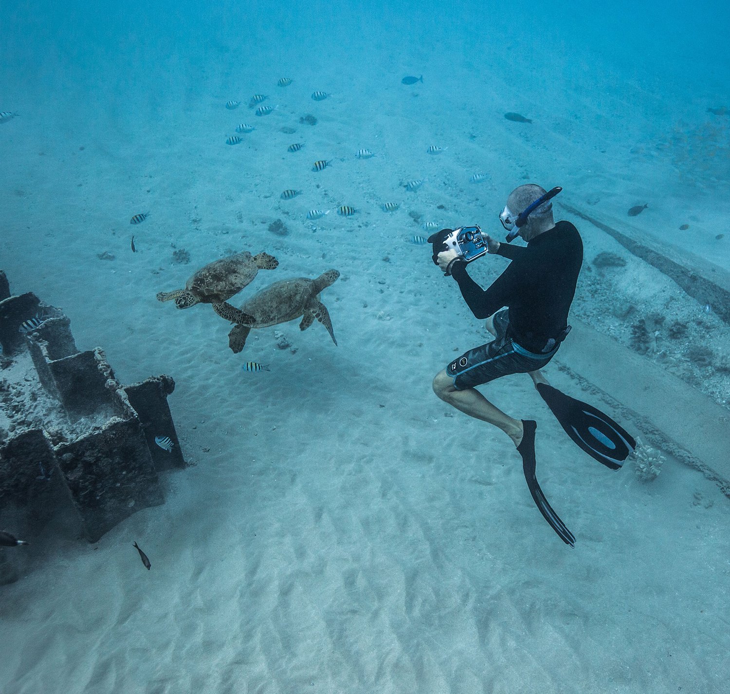 About John Baran | Animal & Wildlife Art Print Artist — John Baran ...