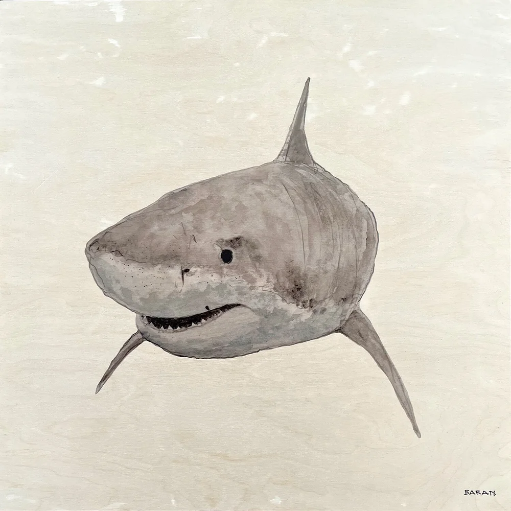 Great White Shark Art