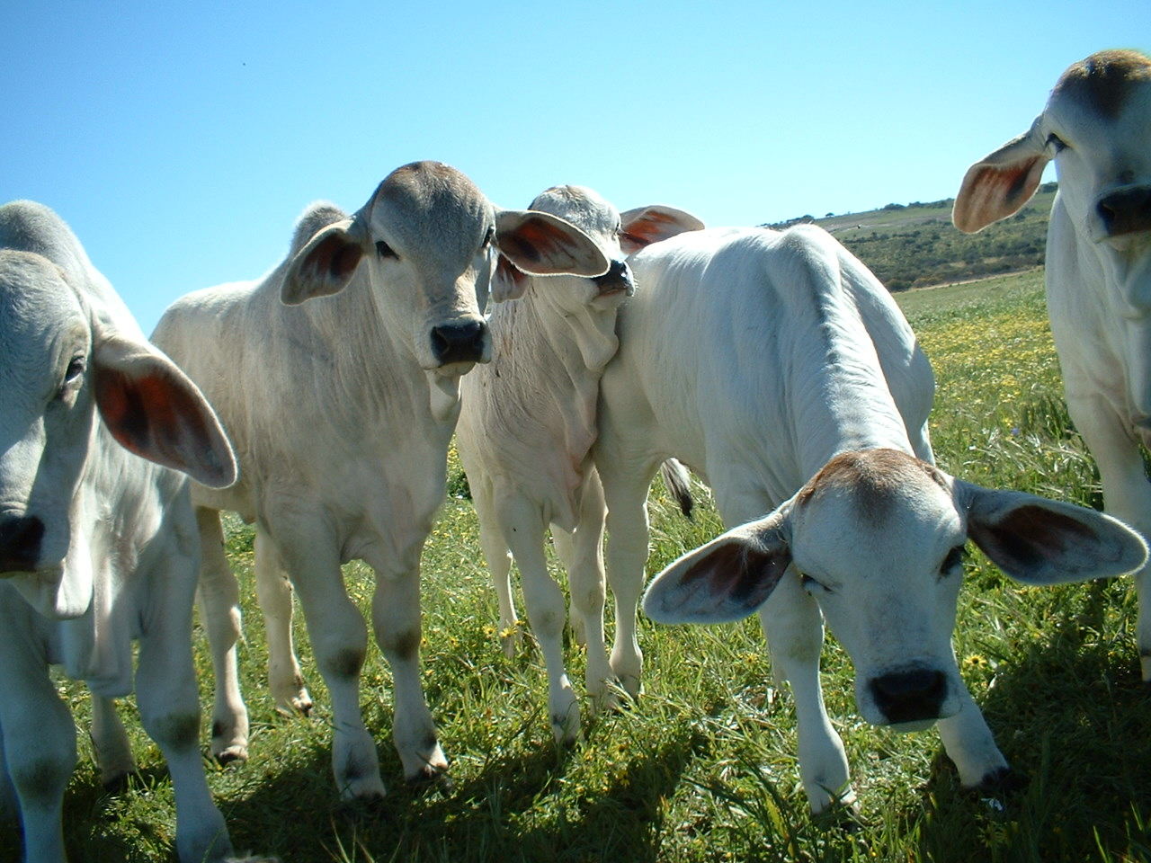Murchison House Station - Kalbarri Camping