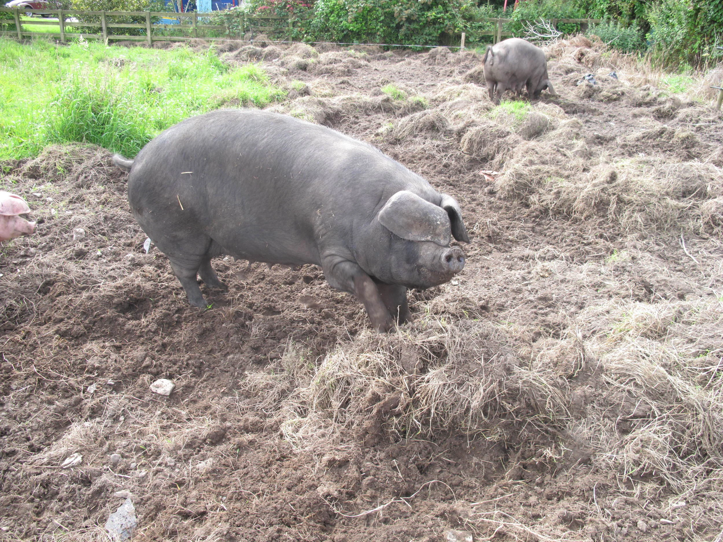 Farmers — Our Piggy Co-op