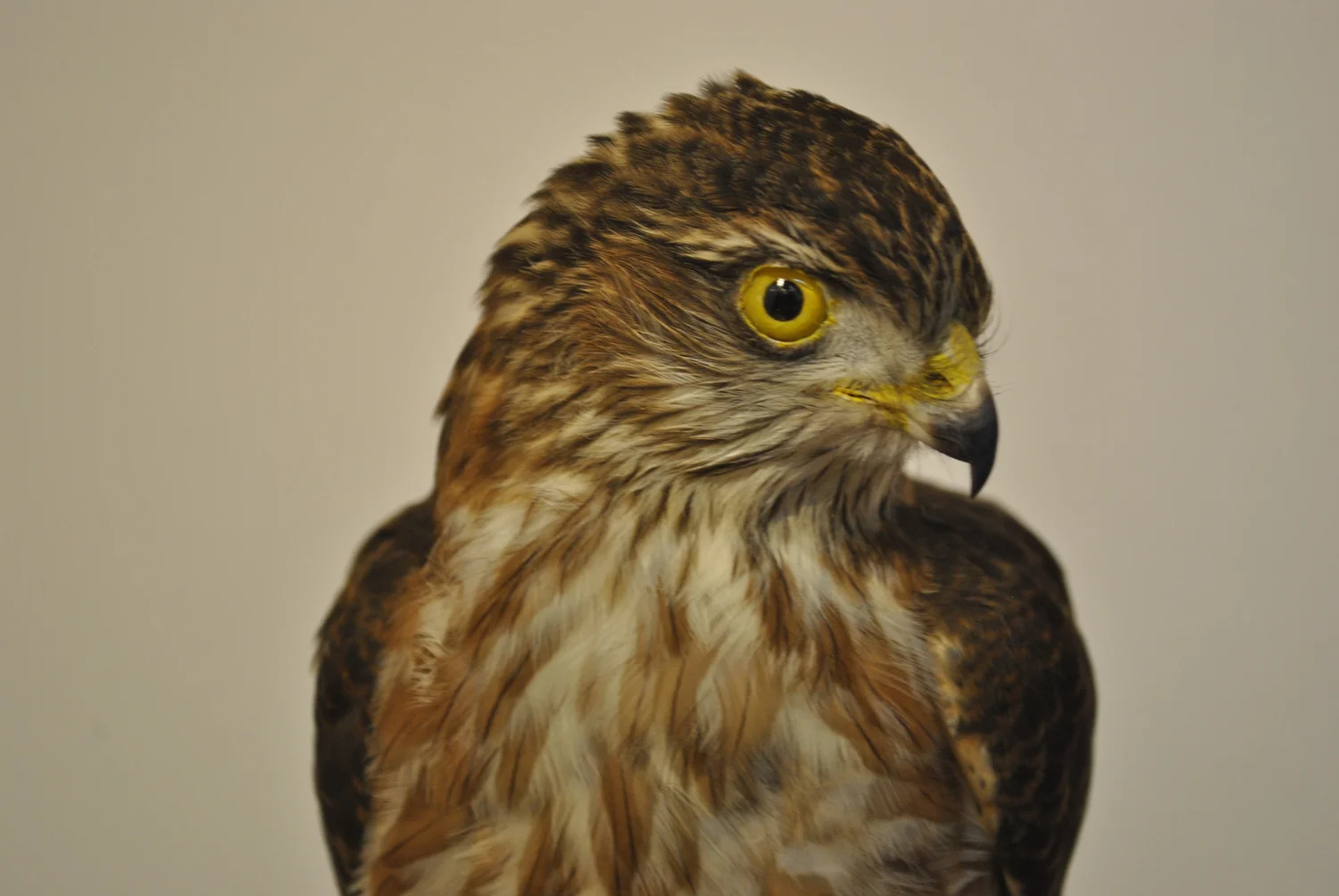 Collections — Pacific Grove Museum of Natural History