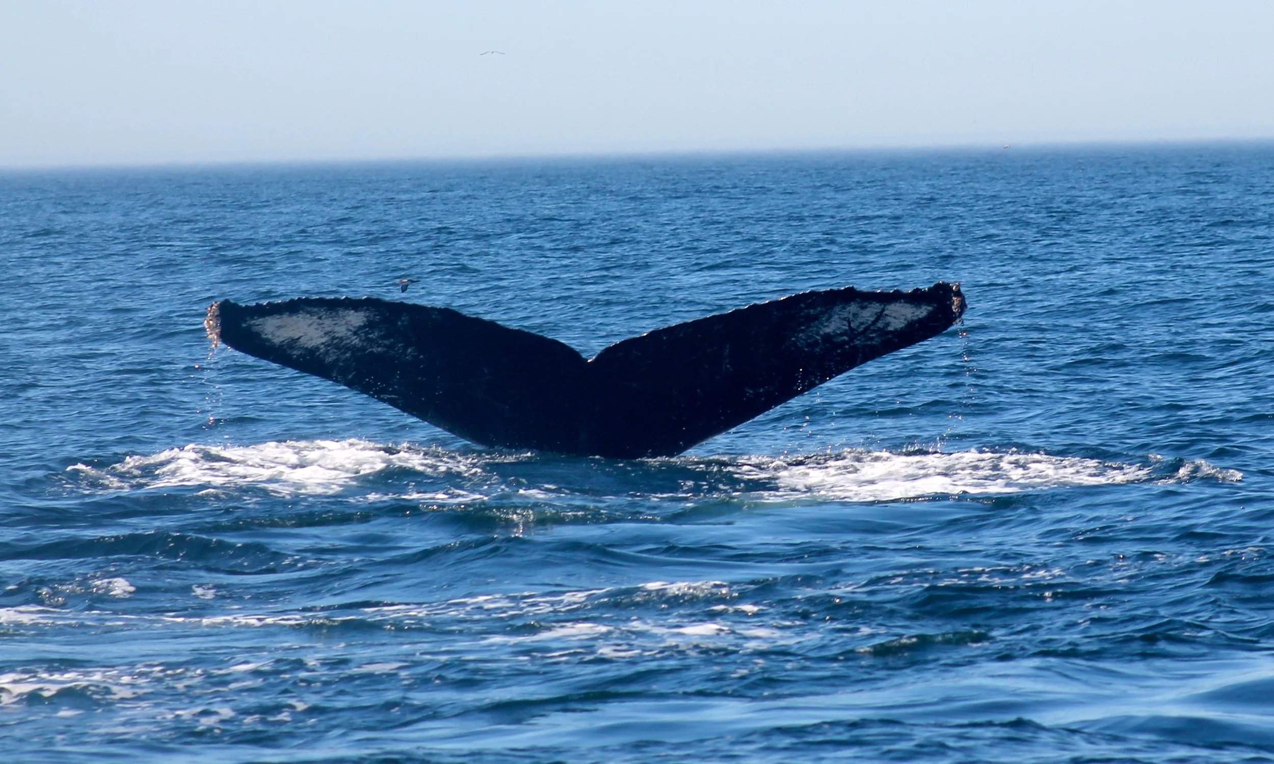 Humpback Whale Flippers