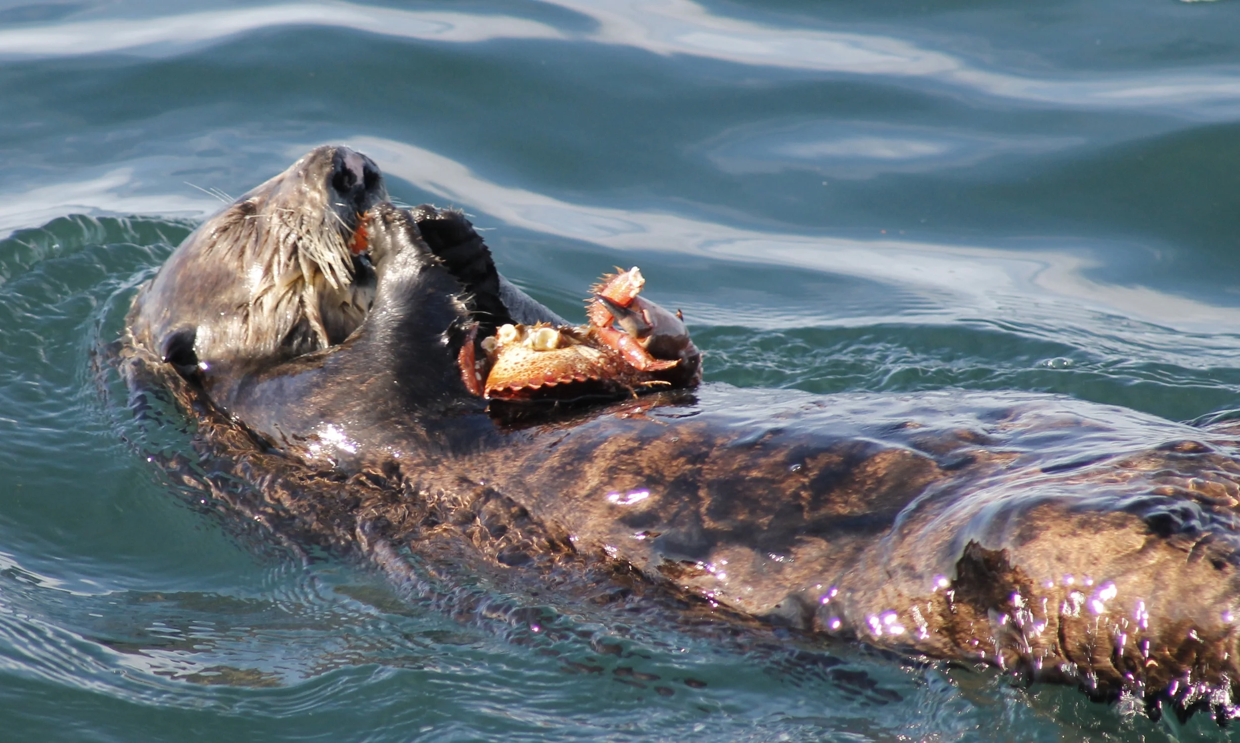 Sea Otter Walking