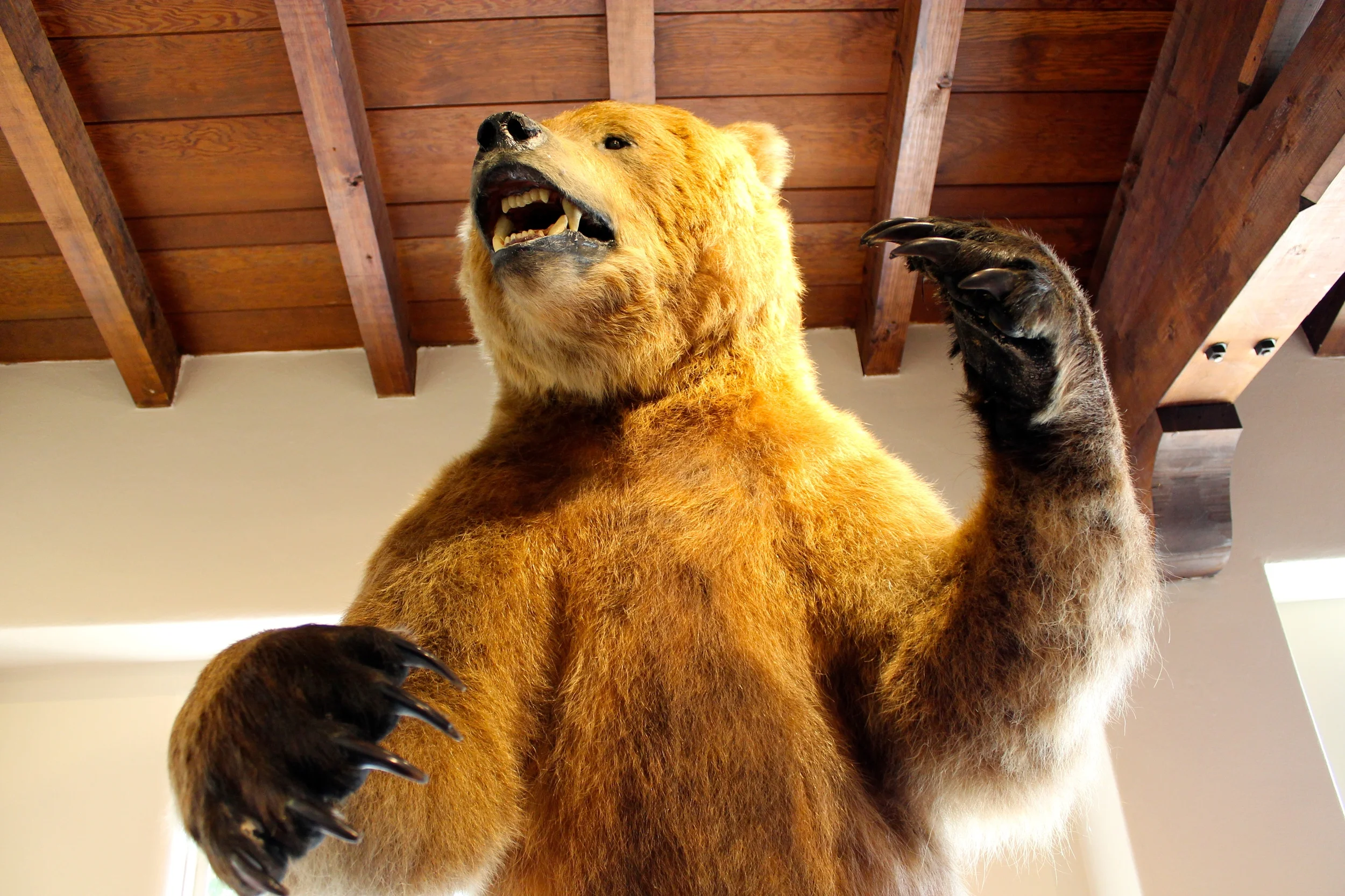 California State Animal Grizzly Bear