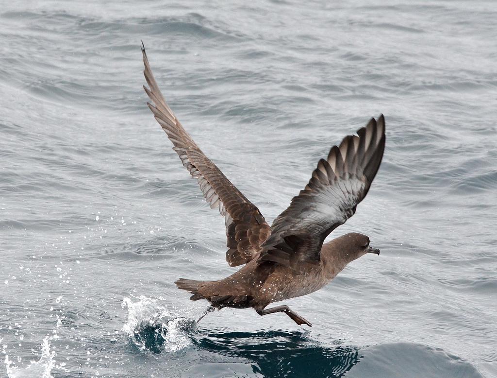 Shearwater Bird