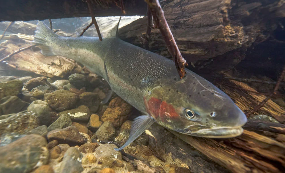 Steelhead Underwater