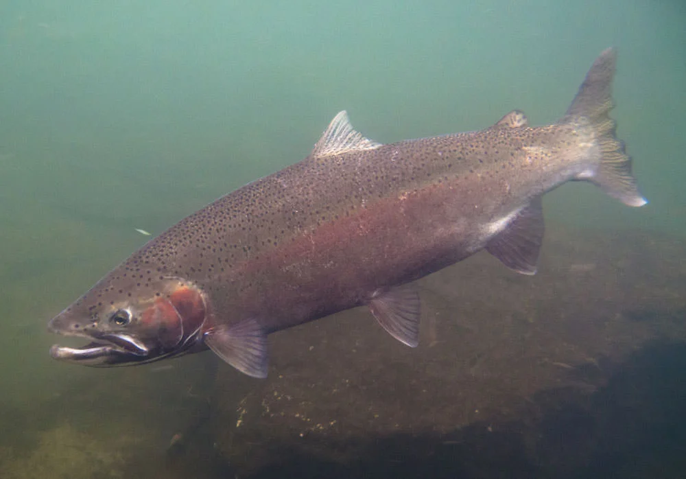 Steelhead Underwater