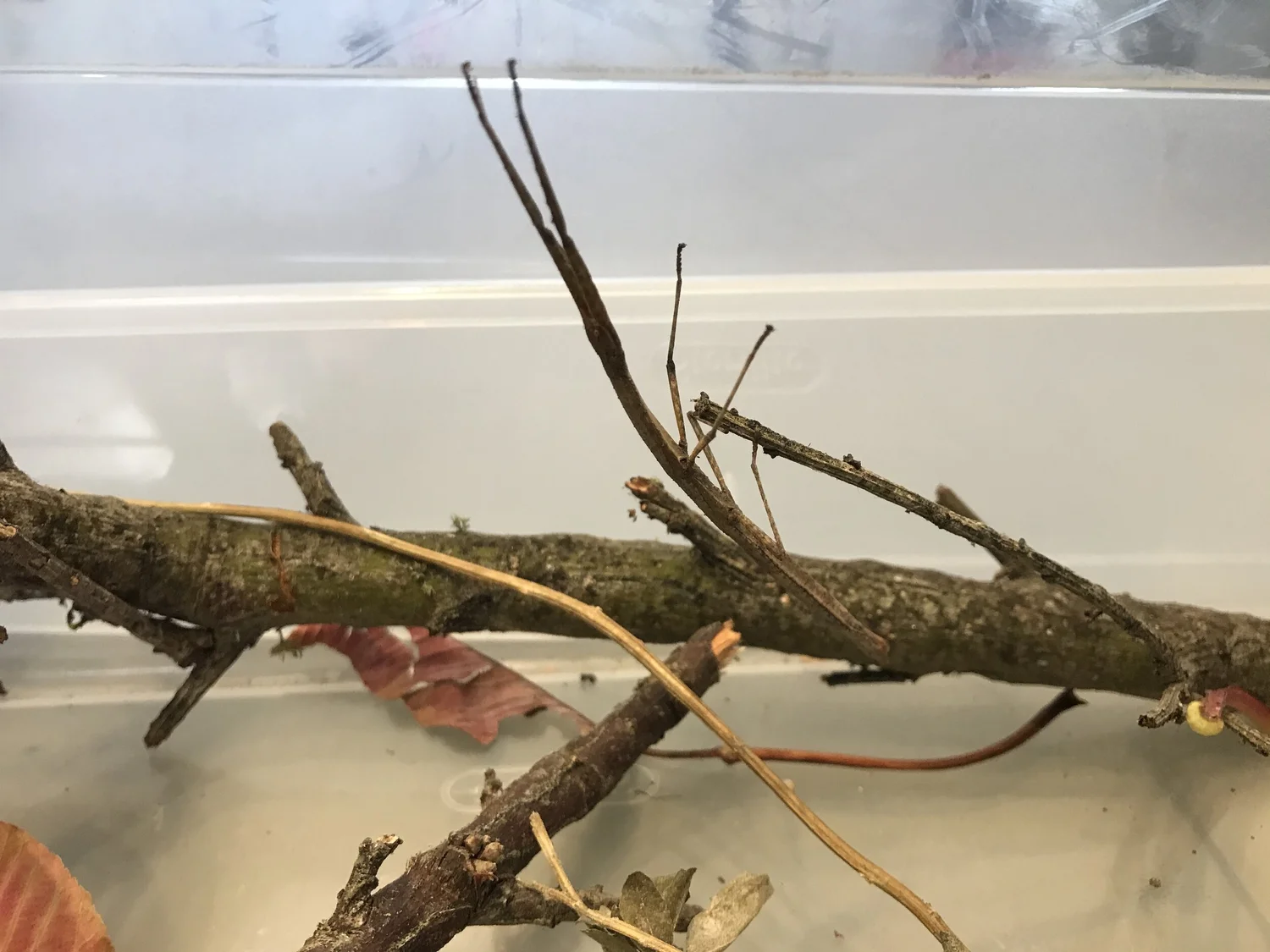 Stick Bug Walking