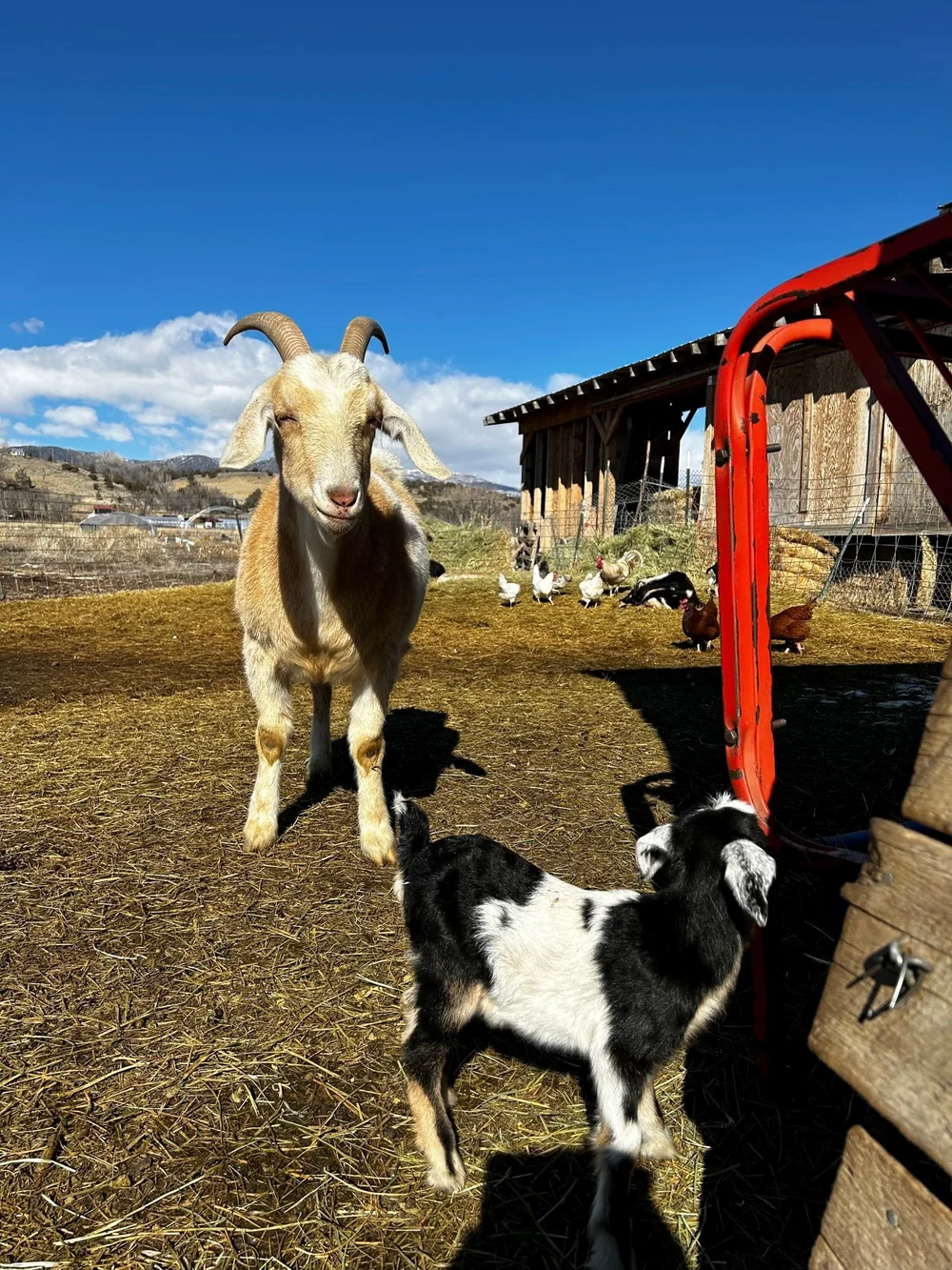 Art on the Farm — Elsewhere Studios